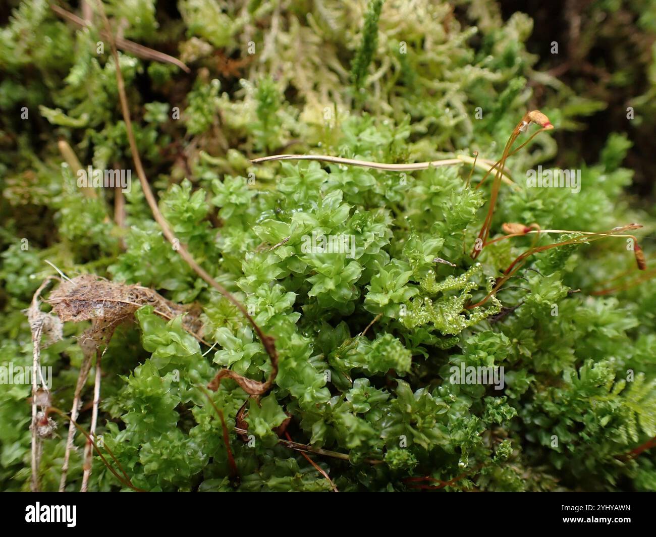 Thyme and Allied Mosses (Plagiomnium Stock Photo - Alamy