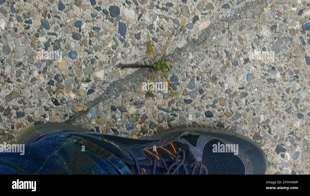 Blue Emperor (Anax imperator Stock Photo - Alamy