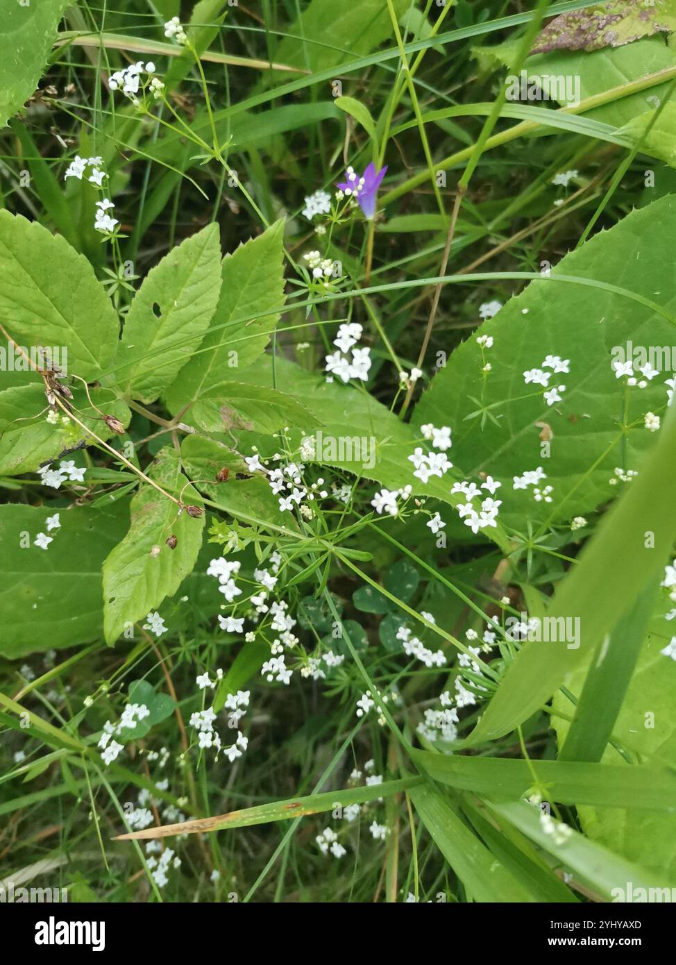 Common Marsh-bedstraw (Galium palustre Stock Photo - Alamy