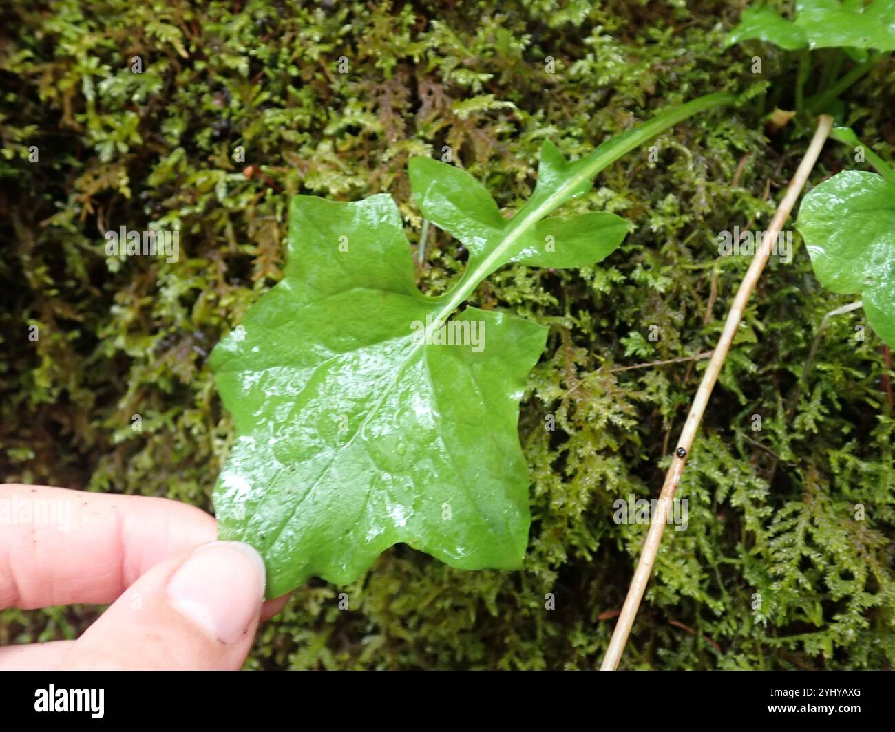 Wall Lettuce (Mycelis muralis Stock Photo - Alamy