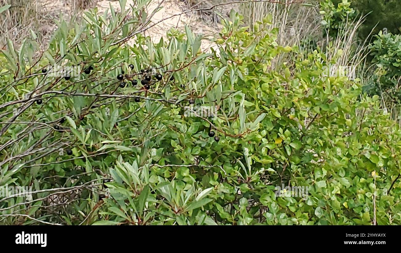 sand cherry (Prunus pumila Stock Photo - Alamy