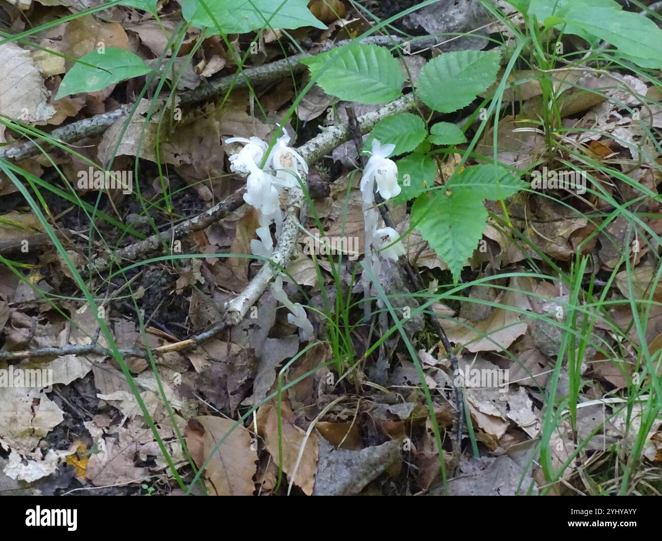 Ghost Pipe (Monotropa uniflora Stock Photo - Alamy