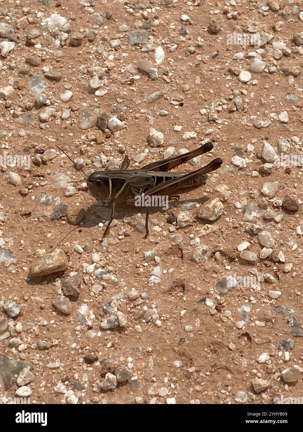 Short-winged Boopie (Boopedon auriventris Stock Photo - Alamy