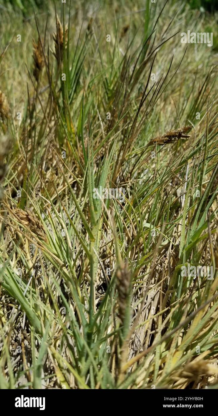 Saltgrass (Distichlis spicata Stock Photo - Alamy