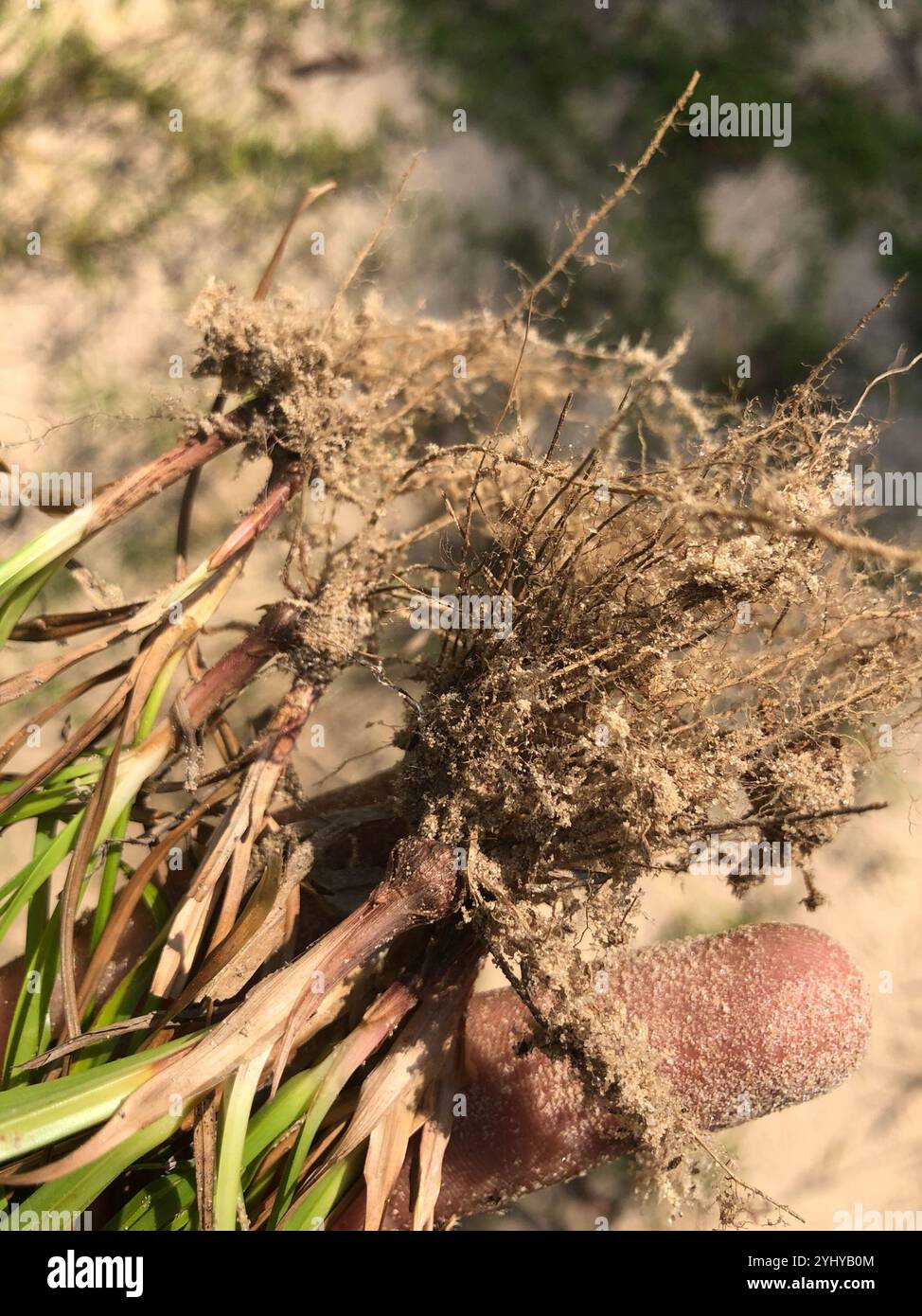 Pinebarren Flatsedge (Cyperus retrorsus Stock Photo - Alamy