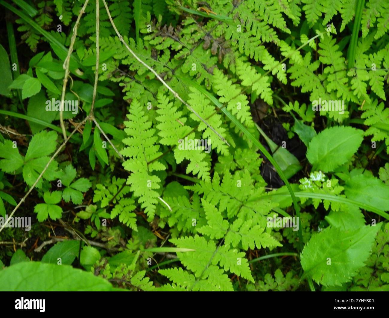 Cystopteris bulbifera hi-res stock photography and images - Alamy