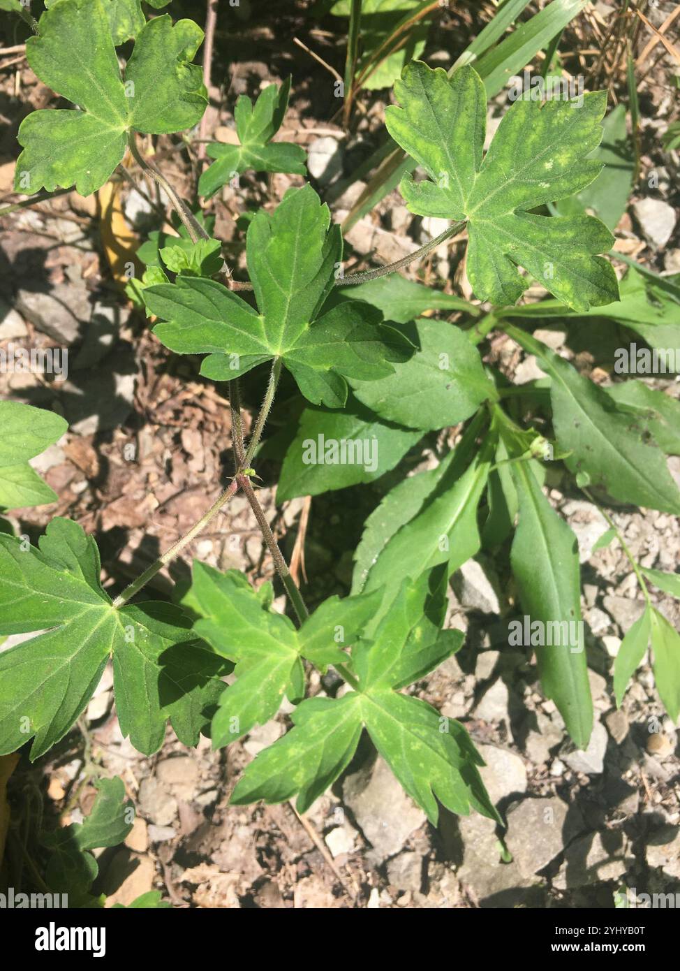 Siberian Crane's-bill (Geranium sibiricum Stock Photo - Alamy
