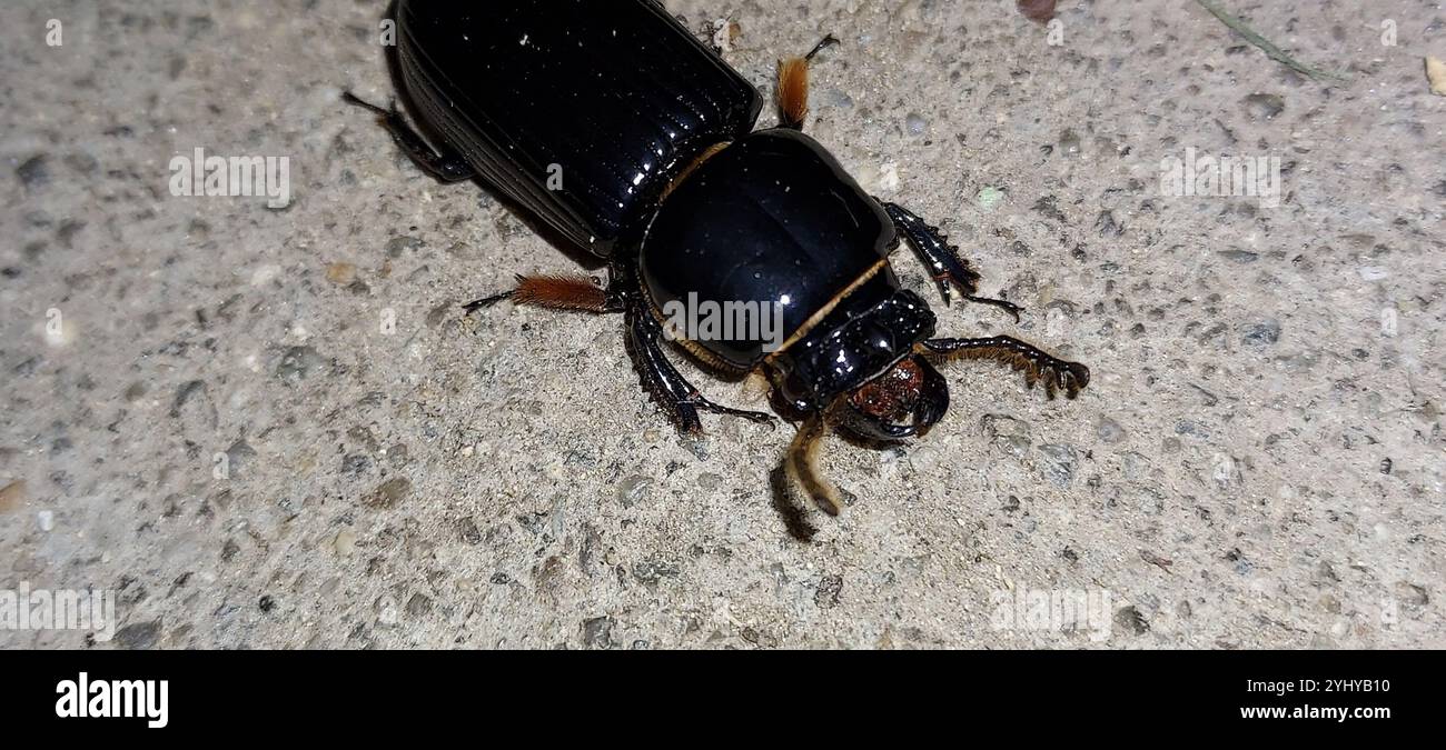 Horned passalus beetle hi-res stock photography and images - Alamy