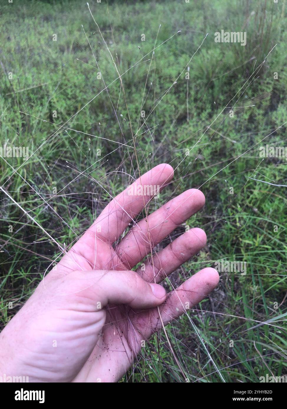 Fall Witchgrass (Digitaria cognata Stock Photo - Alamy