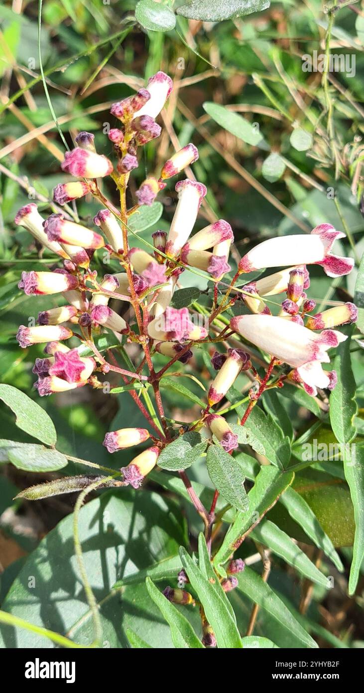 wonga vine (Pandorea pandorana Stock Photo - Alamy