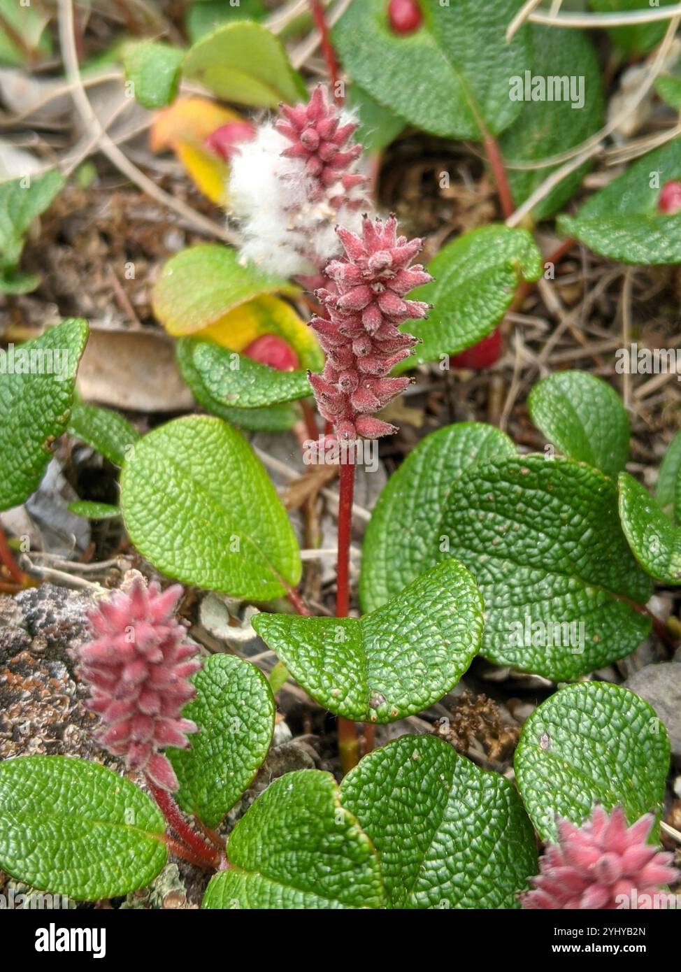 Net-leaved Willow (Salix reticulata Stock Photo - Alamy