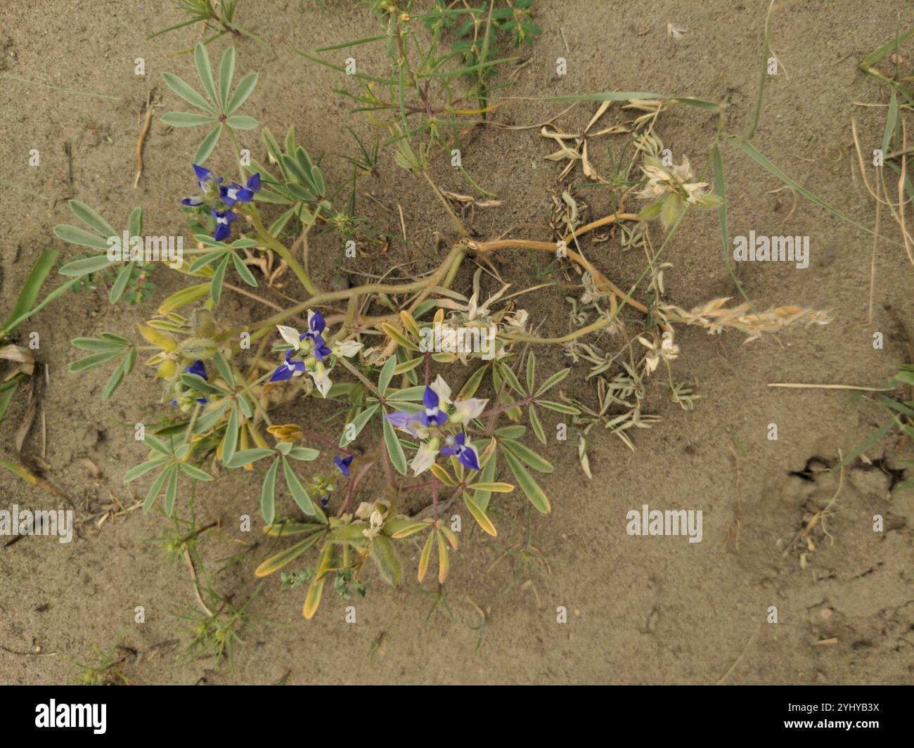 Lupinus pusillus hi-res stock photography and images - Alamy