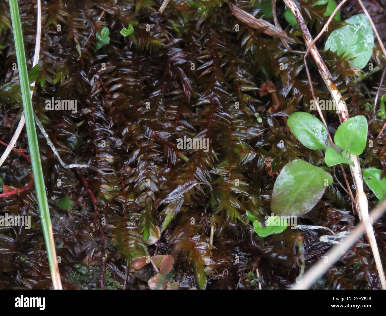 Fontinalis antipyretica willow moss hi-res stock photography and images ...