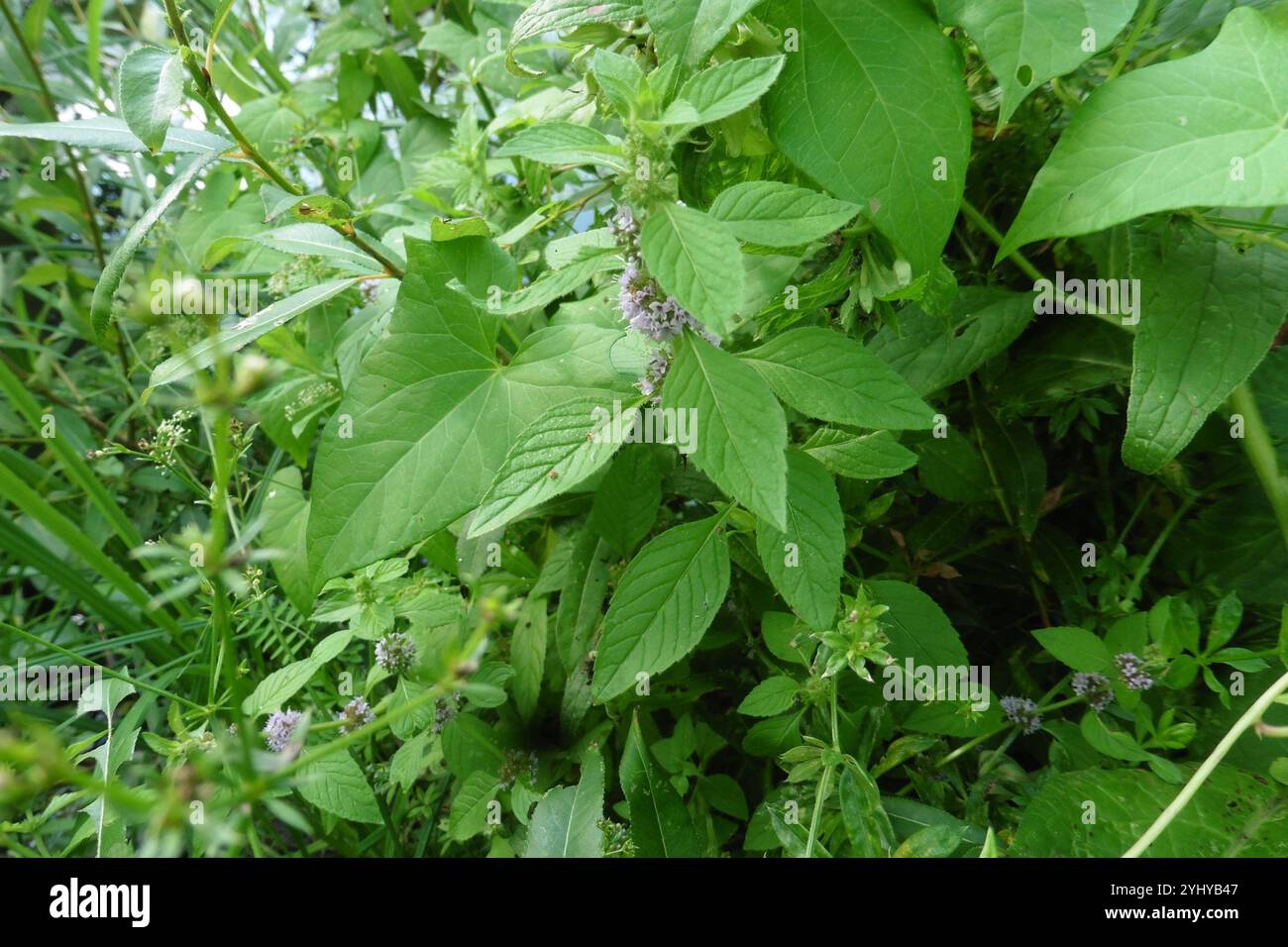 corn mint (Mentha arvensis Stock Photo - Alamy