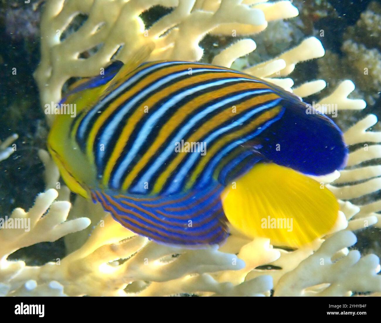 Regal Angelfish (Pygoplites diacanthus Stock Photo - Alamy