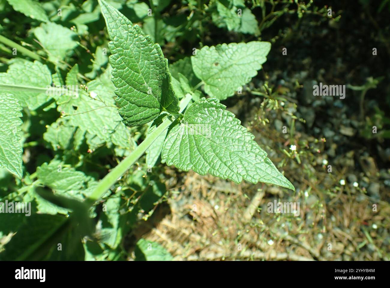 nettle-leaf giant hyssop (Agastache urticifolia Stock Photo - Alamy