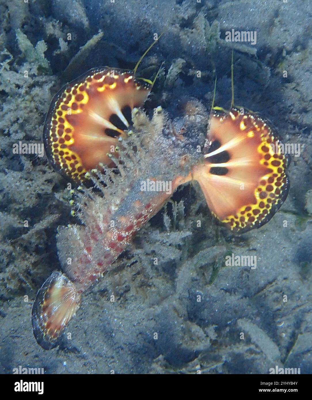 Two-stick stingfish (Inimicus filamentosus Stock Photo - Alamy