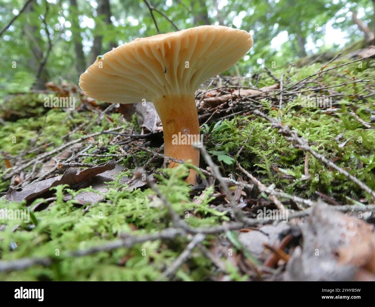 hygrophorus milkcap (Lactifluus hygrophoroides Stock Photo - Alamy