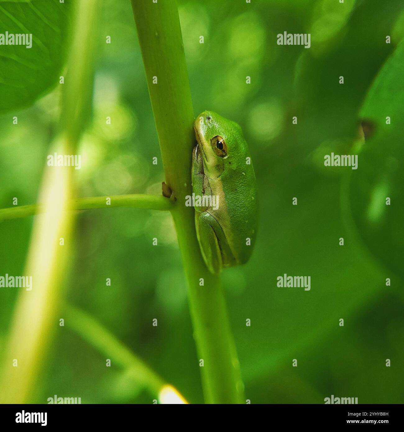 Green Treefrog (Hyla cinerea Stock Photo - Alamy
