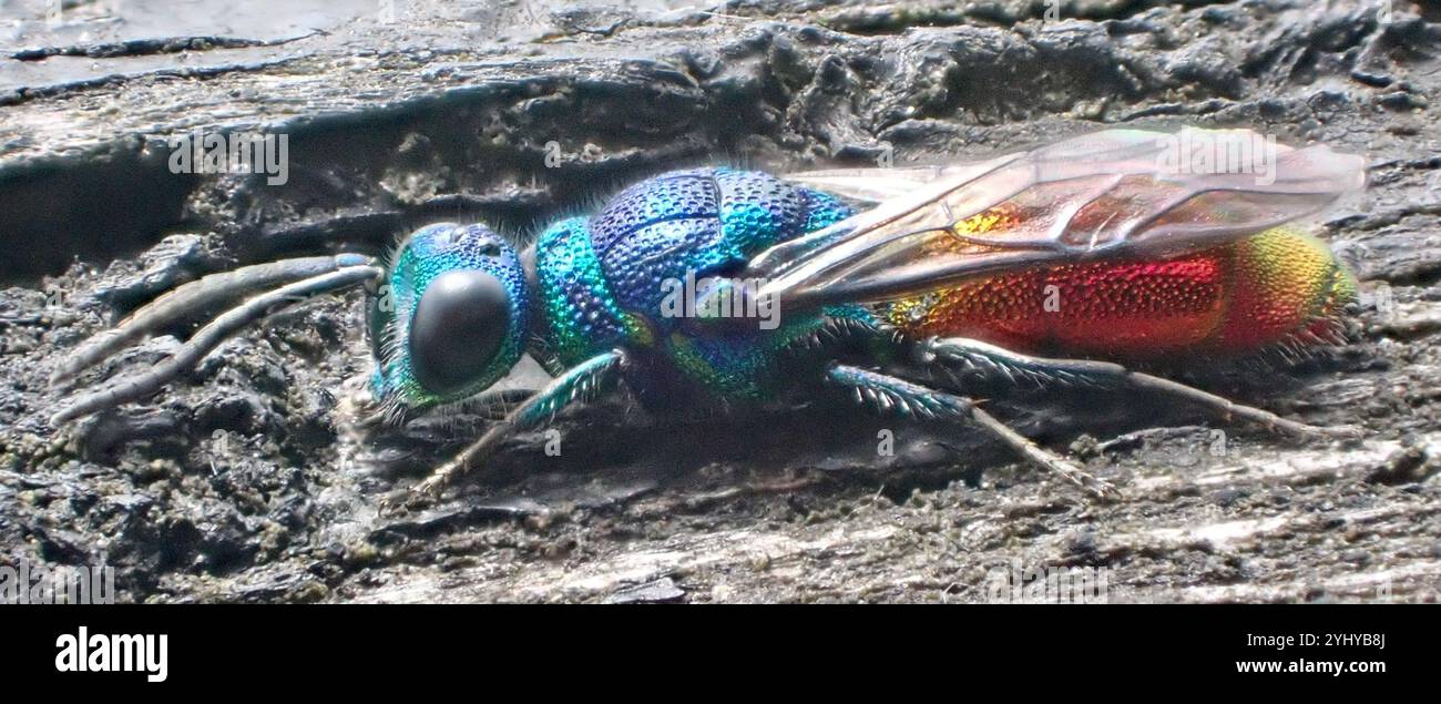 Ruby-tailed Cuckoo Wasps (Chrysis ignita Stock Photo - Alamy