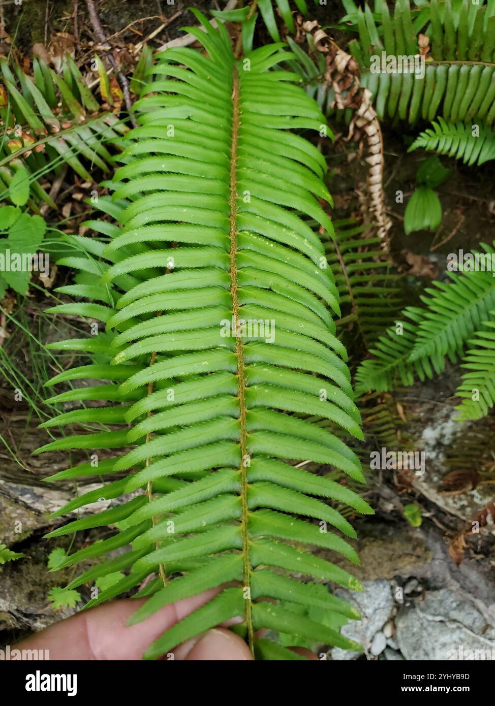 western sword fern (Polystichum munitum Stock Photo - Alamy