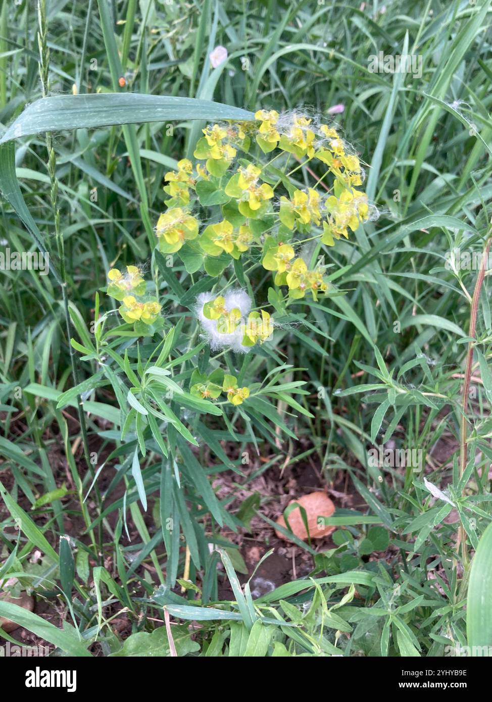 leafy spurge (Euphorbia esula Stock Photo - Alamy