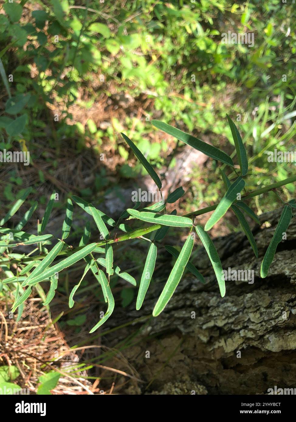 Pine Barren Ticktrefoil (Desmodium strictum Stock Photo - Alamy
