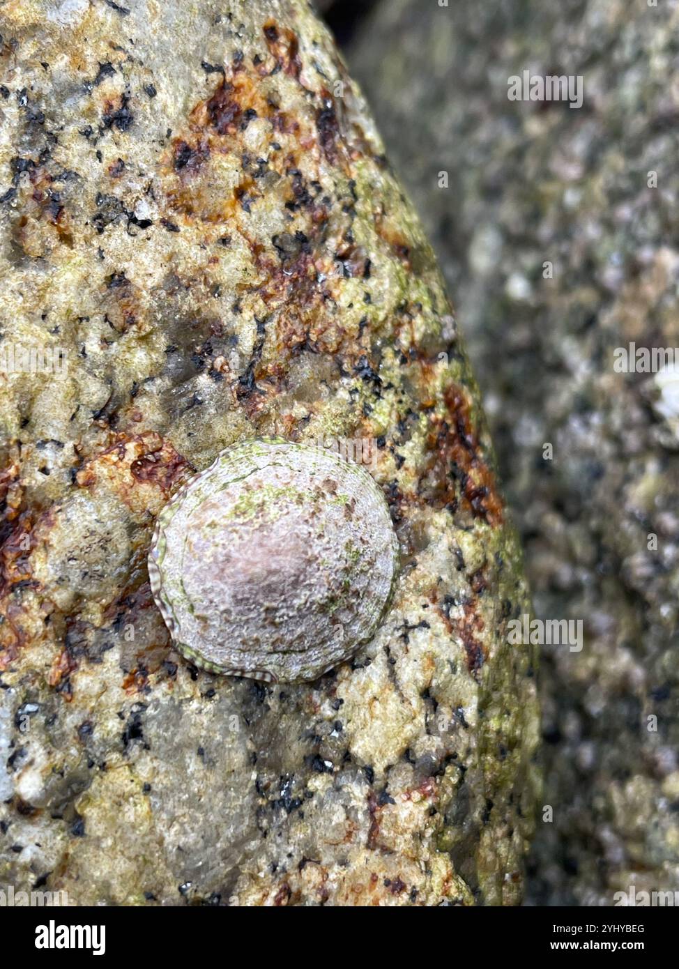 True Limpets (Patellogastropoda Stock Photo - Alamy