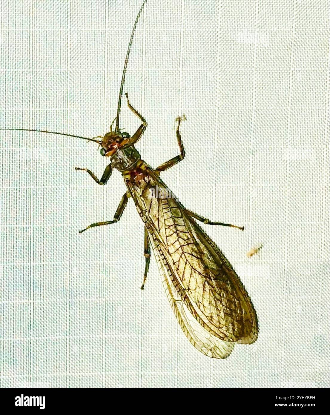 Common Stoneflies (Perlidae Stock Photo - Alamy