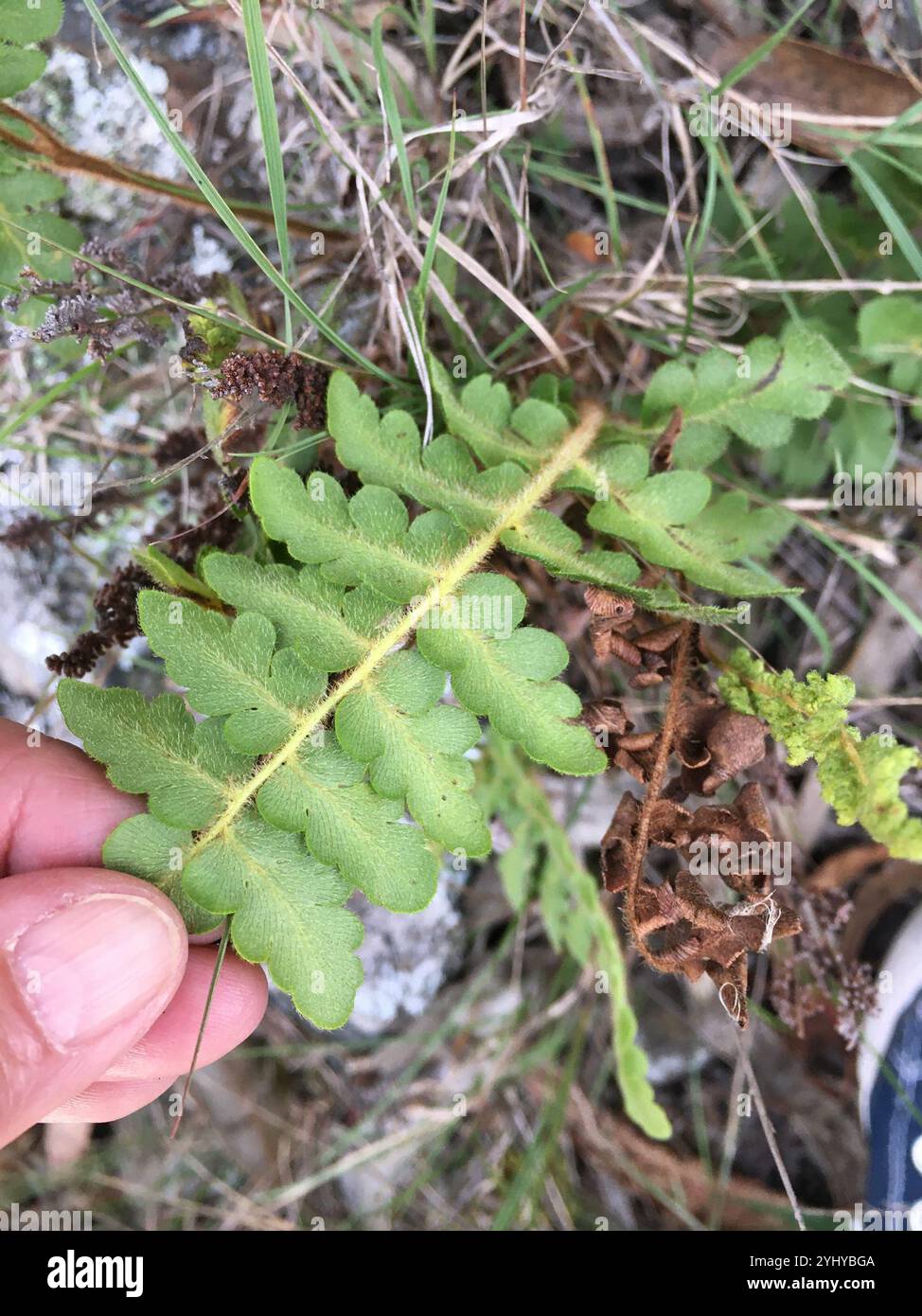 Scented Ferns (Anemia Stock Photo - Alamy