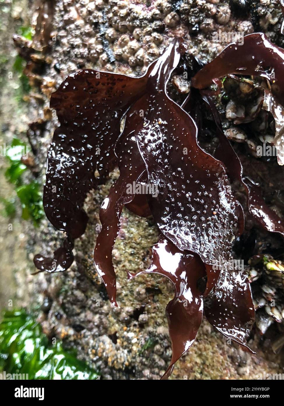 Mastocarpus papillatus hi-res stock photography and images - Alamy