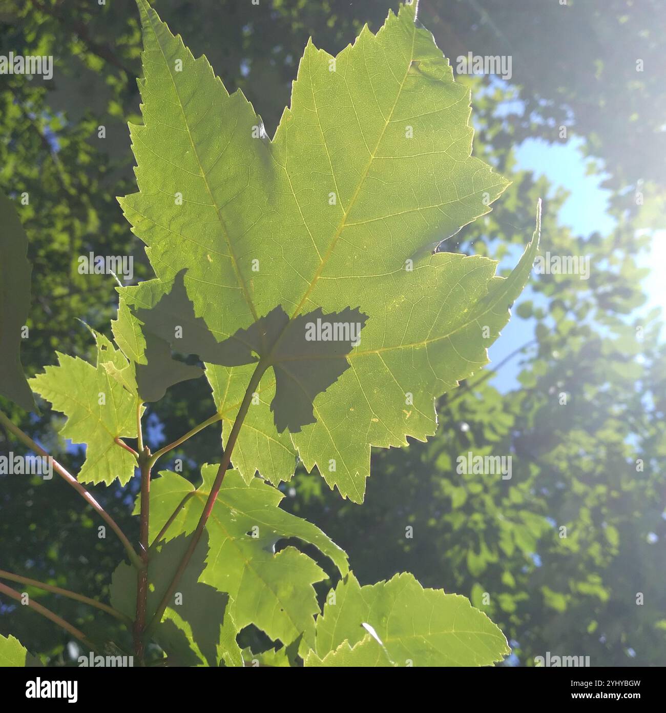 red maple (Acer rubrum Stock Photo - Alamy