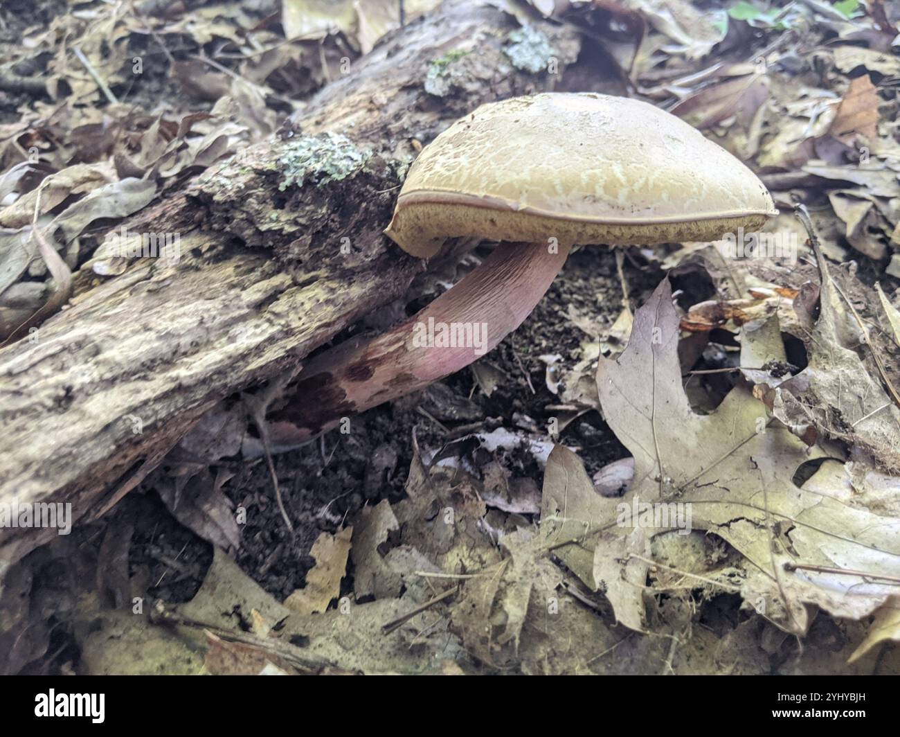 Caloboletus hi-res stock photography and images - Alamy