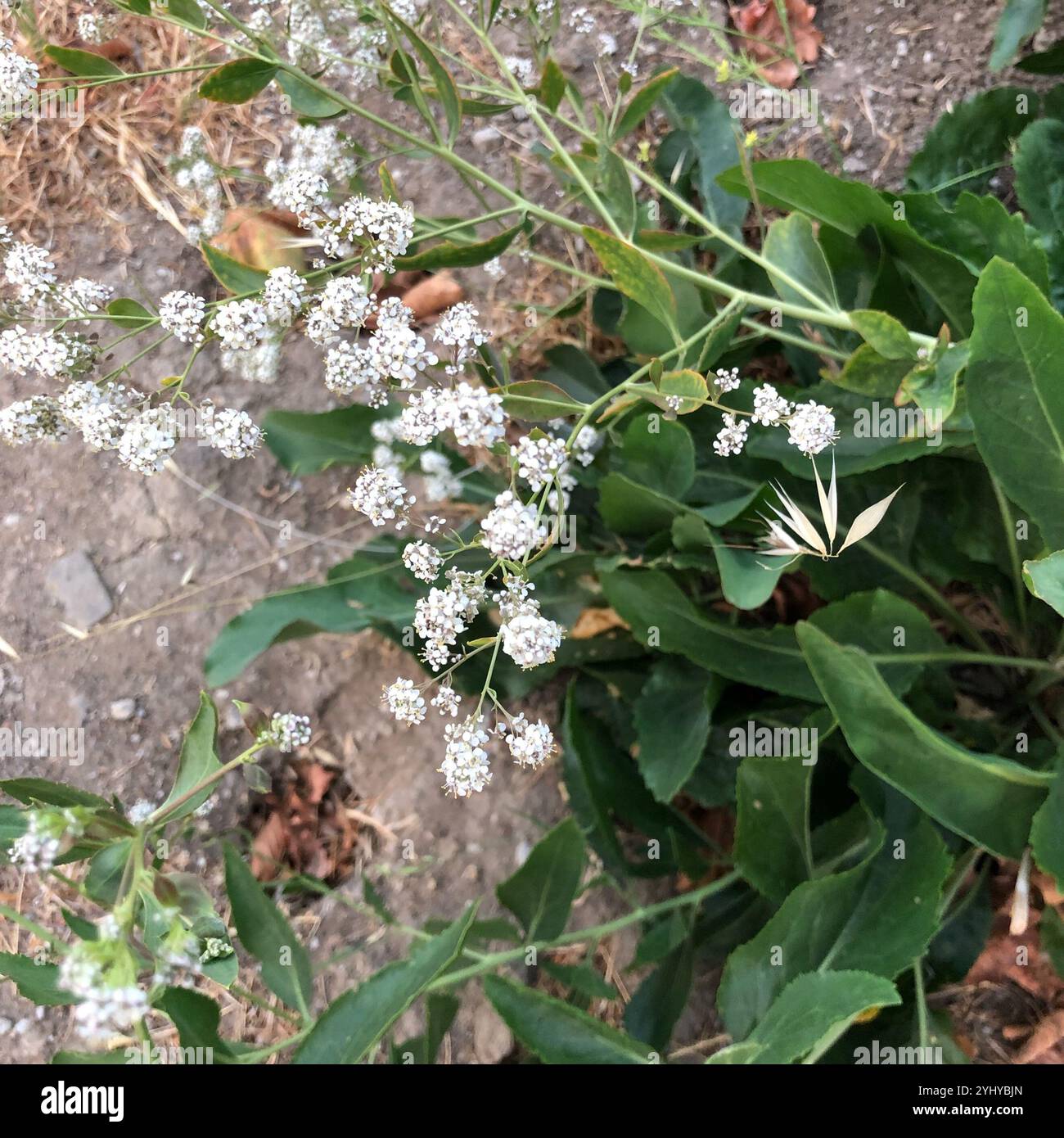 broadleaved pepperweed (Lepidium latifolium Stock Photo - Alamy