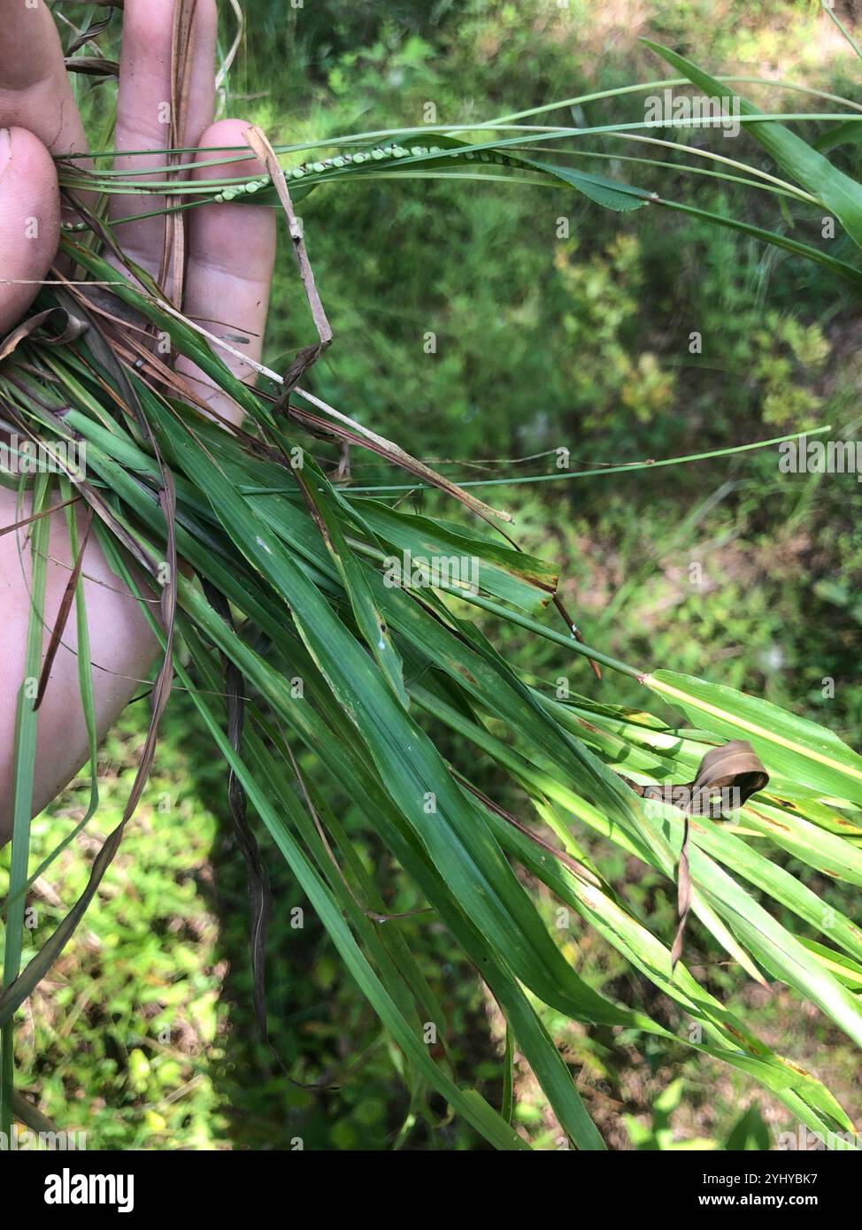 slender crown grass (Paspalum setaceum ciliatifolium Stock Photo - Alamy