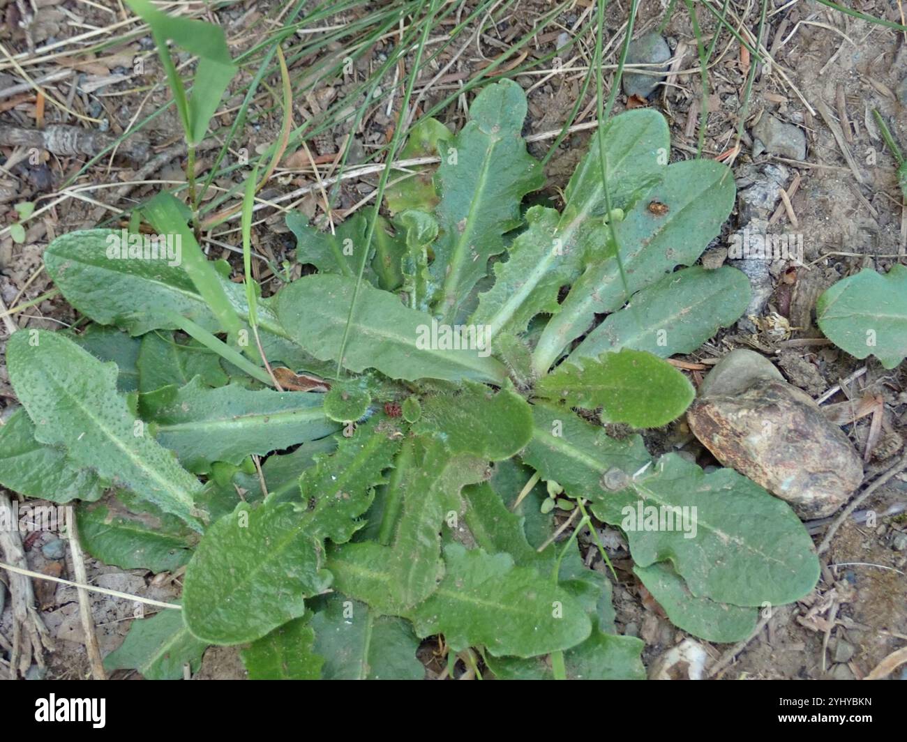 Common Cat's-ear (Hypochaeris radicata Stock Photo - Alamy