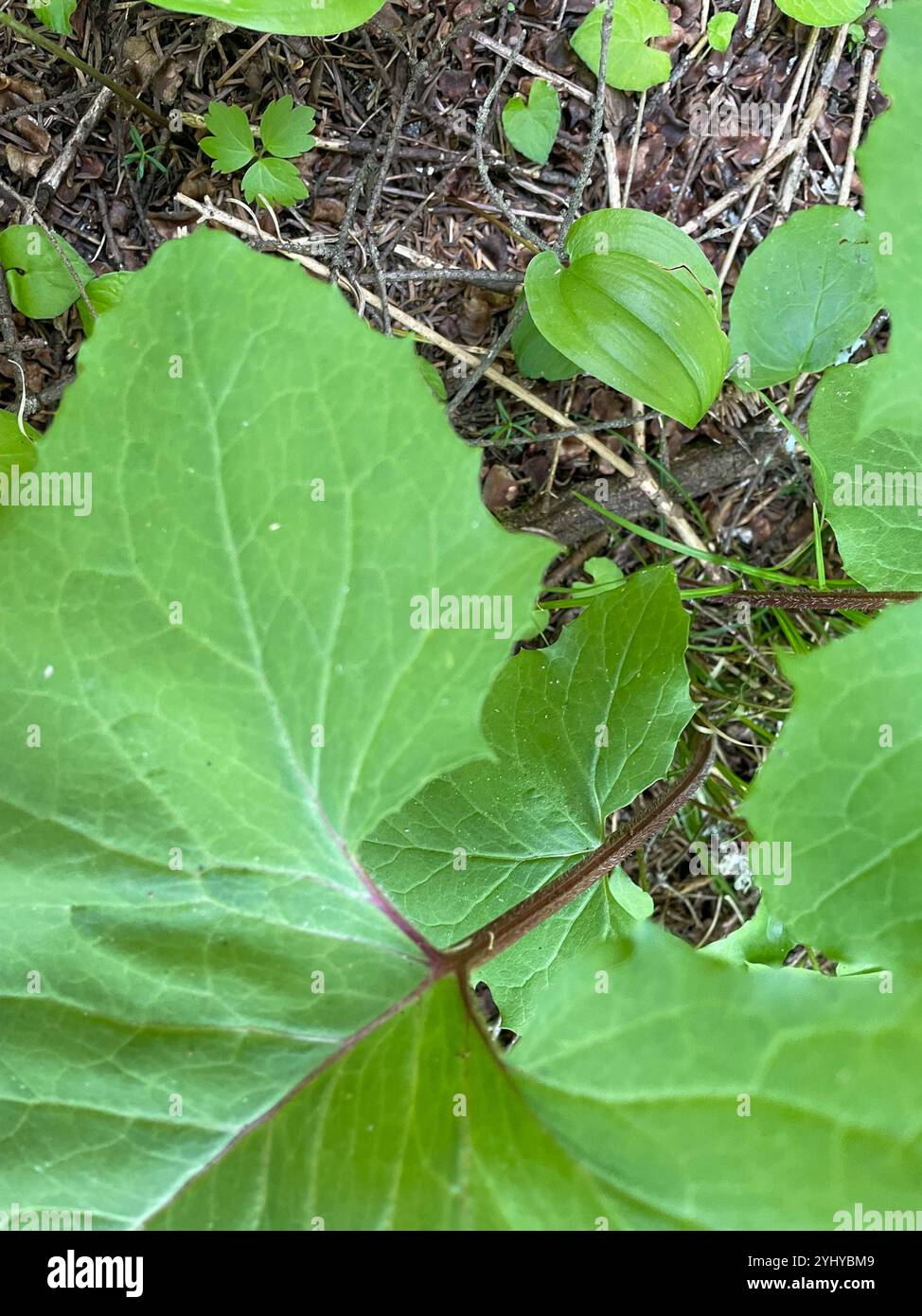 white rattlesnake root (Nabalus albus Stock Photo - Alamy