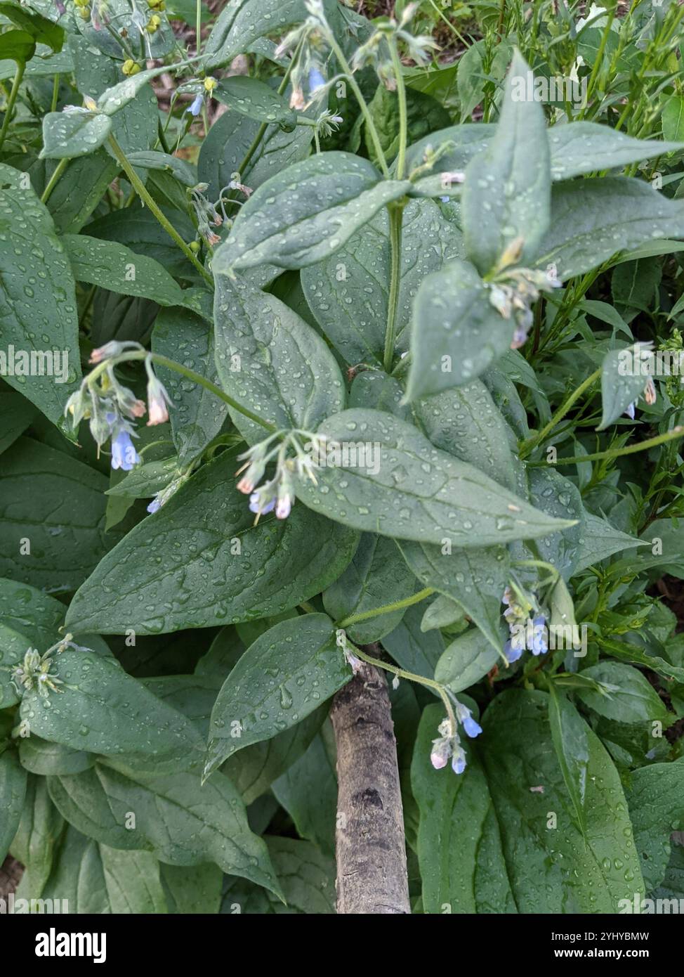 Tall Bluebell (Mertensia paniculata Stock Photo - Alamy