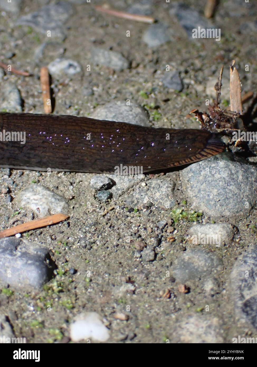 Common Land Snails and Slugs (Stylommatophora Stock Photo - Alamy