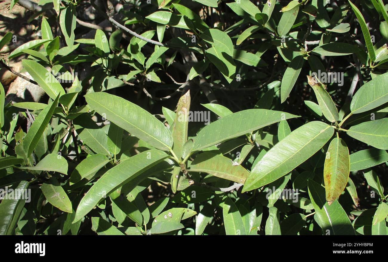 Wonderboom hi-res stock photography and images - Alamy