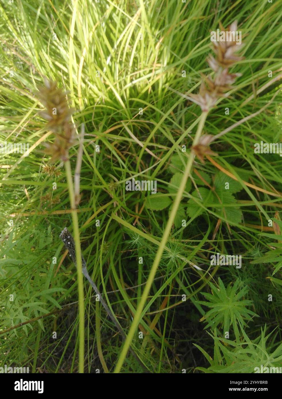 Spiked Sedge (Carex spicata Stock Photo - Alamy
