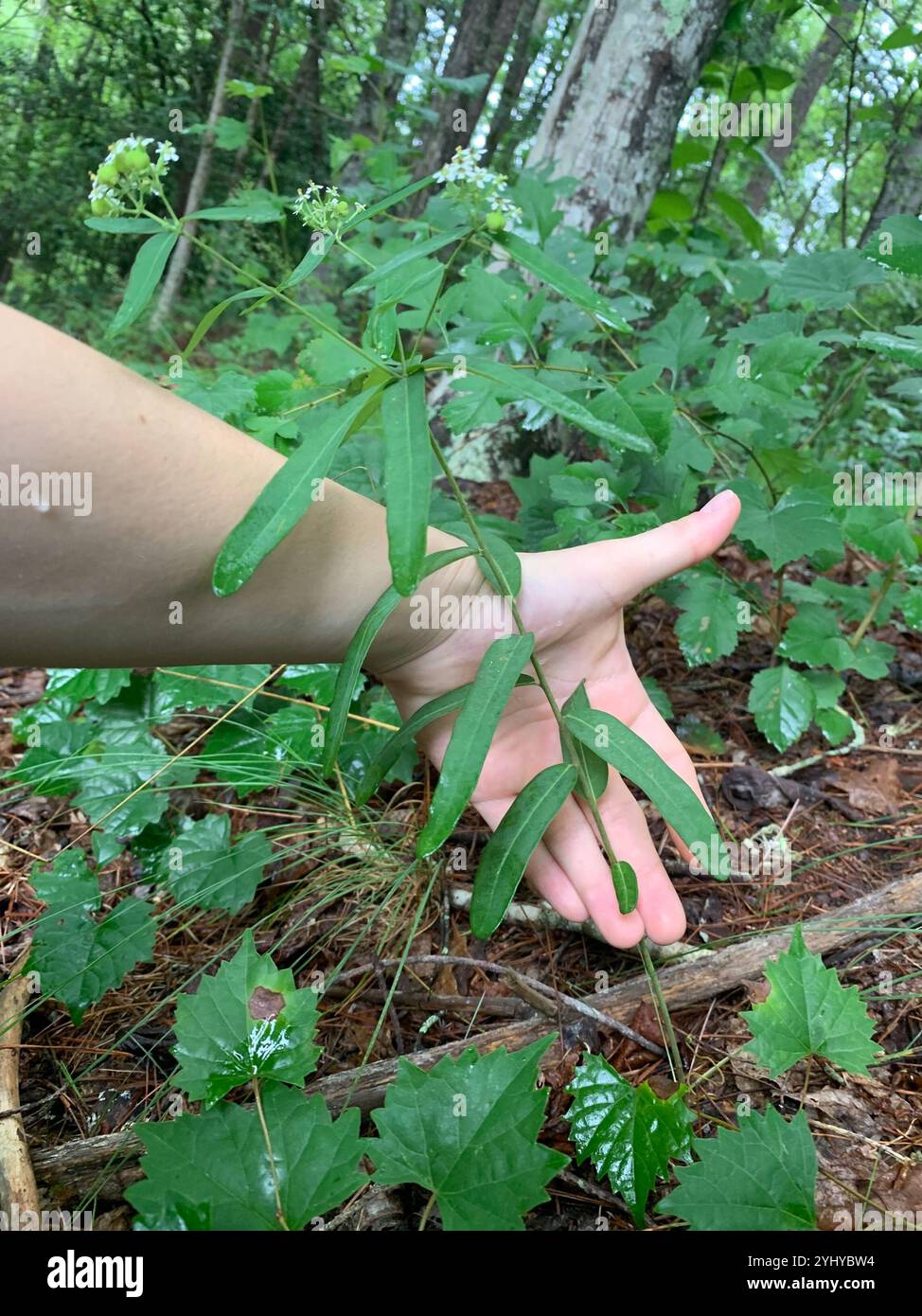False Flowering Spurge (Euphorbia pubentissima Stock Photo - Alamy