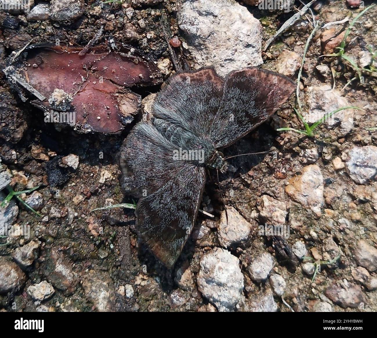 Common Spurwing (Antigonus erosus Stock Photo - Alamy