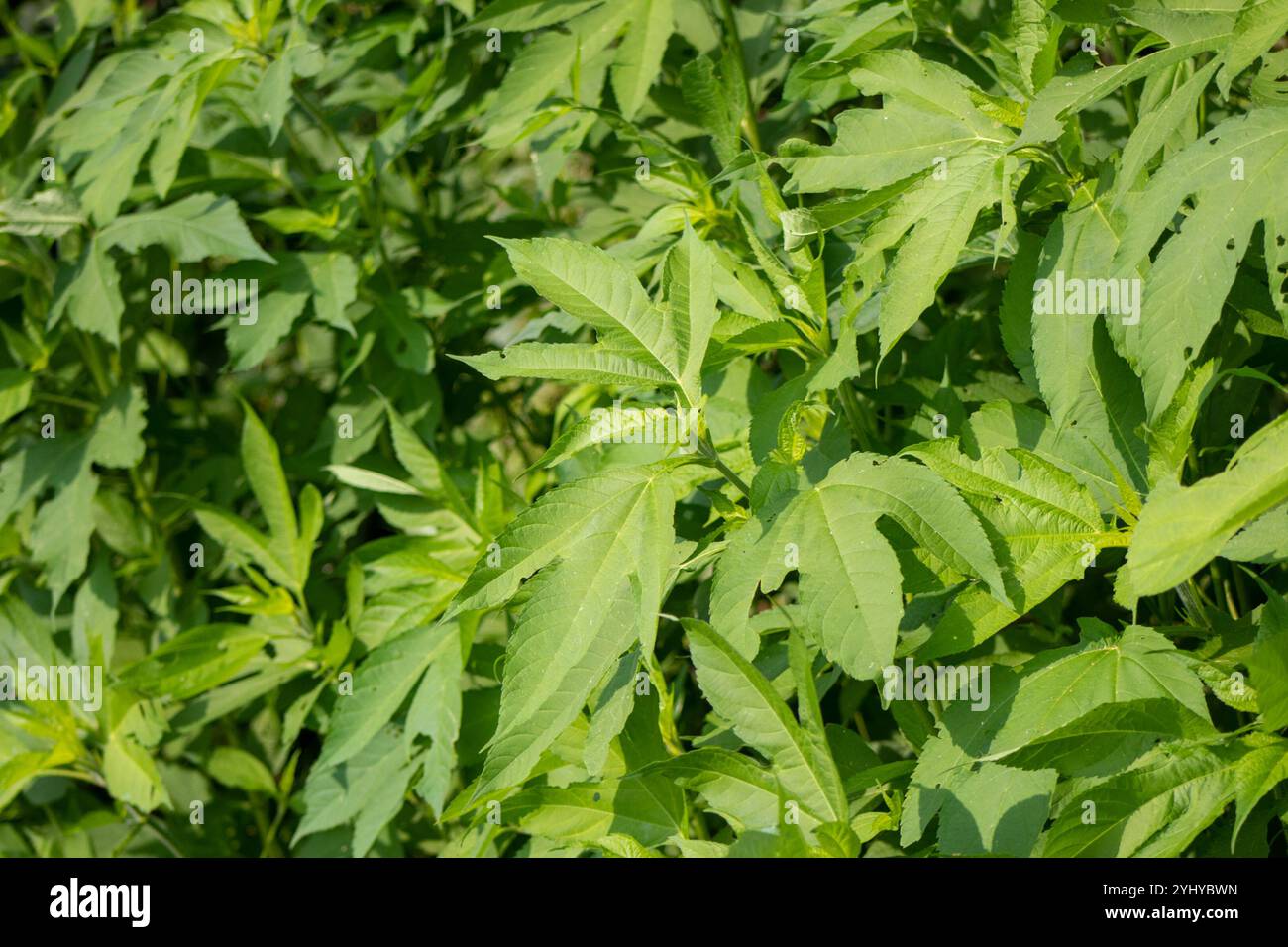 giant ragweed (Ambrosia trifida Stock Photo - Alamy