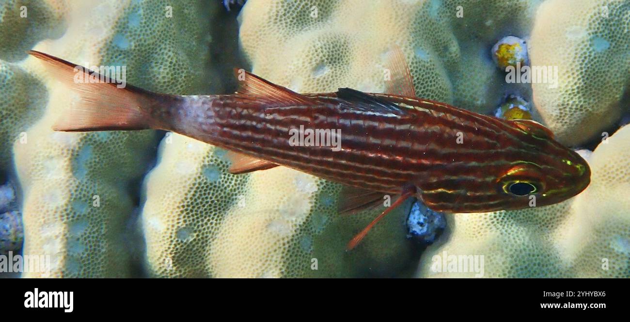 Tiger Cardinalfish (Cheilodipterus macrodon Stock Photo - Alamy