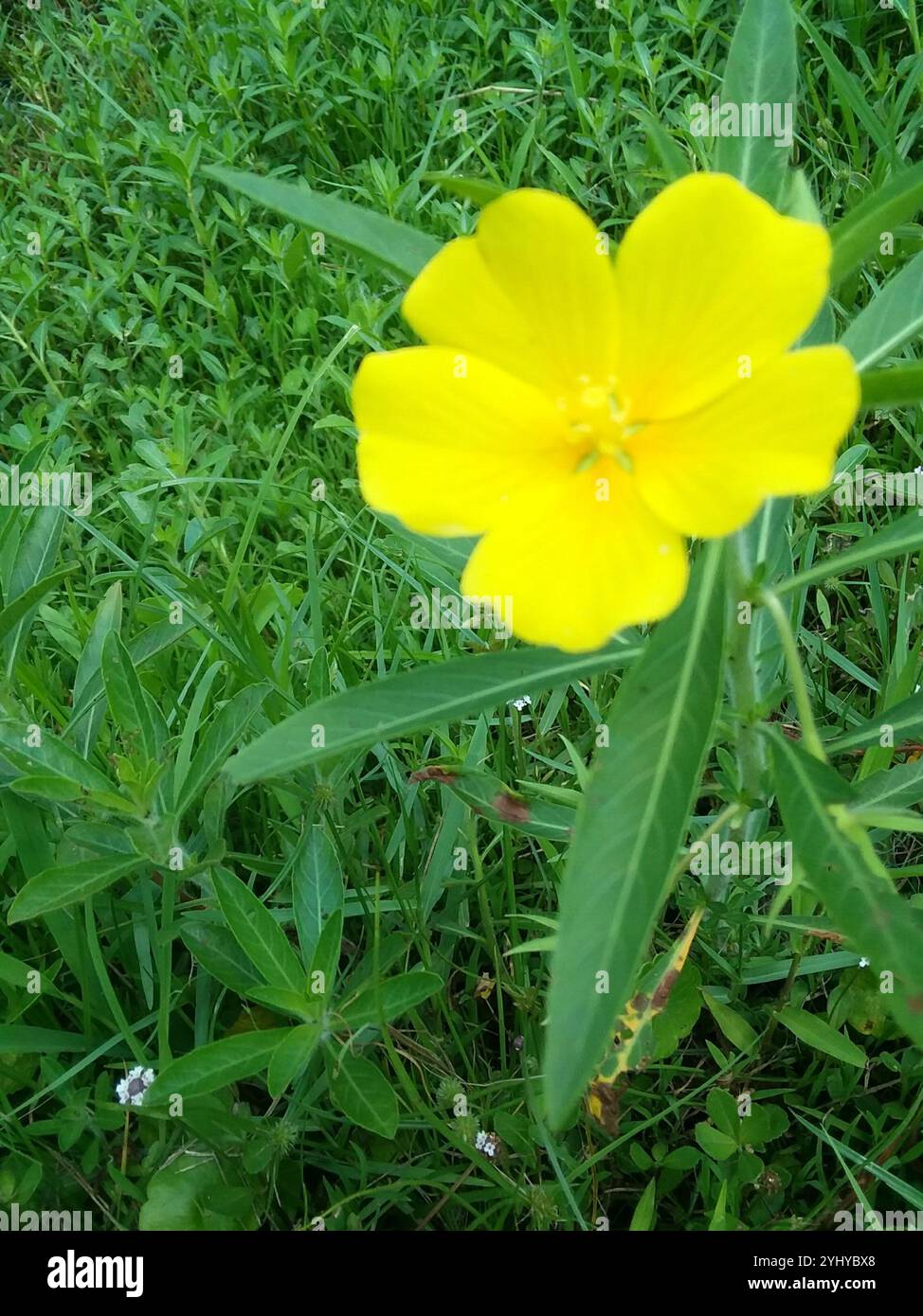 water primrose (Ludwigia hexapetala Stock Photo - Alamy