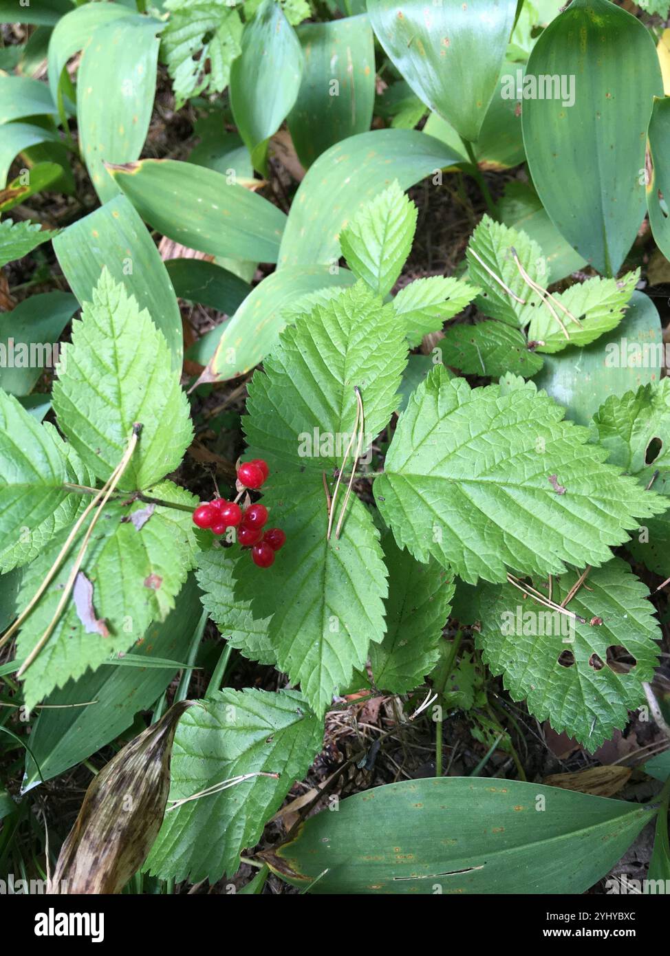Stone Bramble (Rubus saxatilis Stock Photo - Alamy
