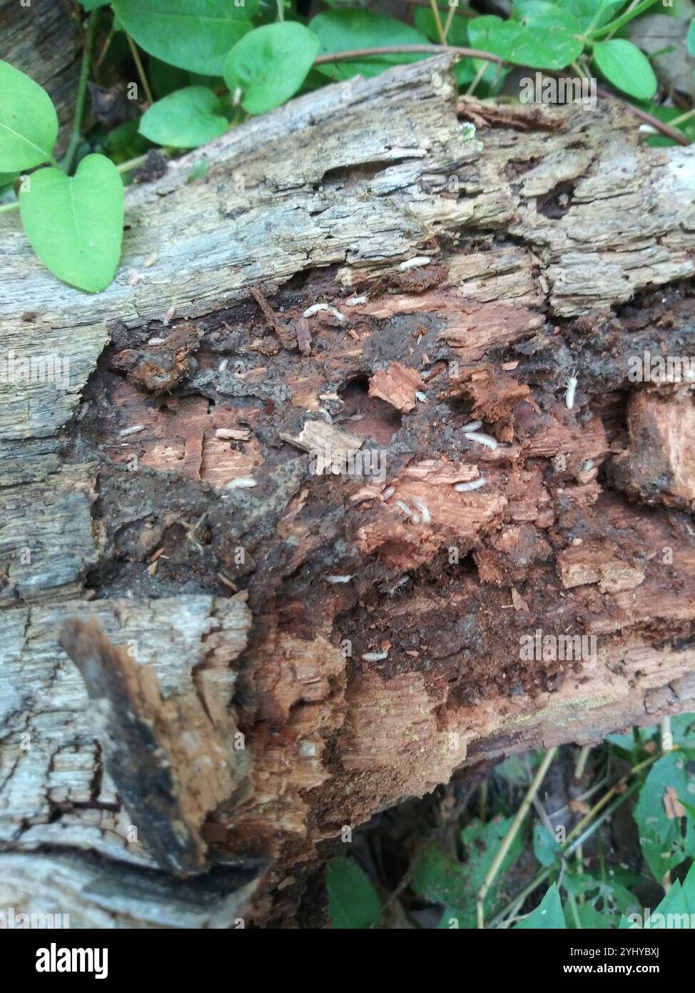 Eastern Subterranean Termite (Reticulitermes flavipes Stock Photo - Alamy