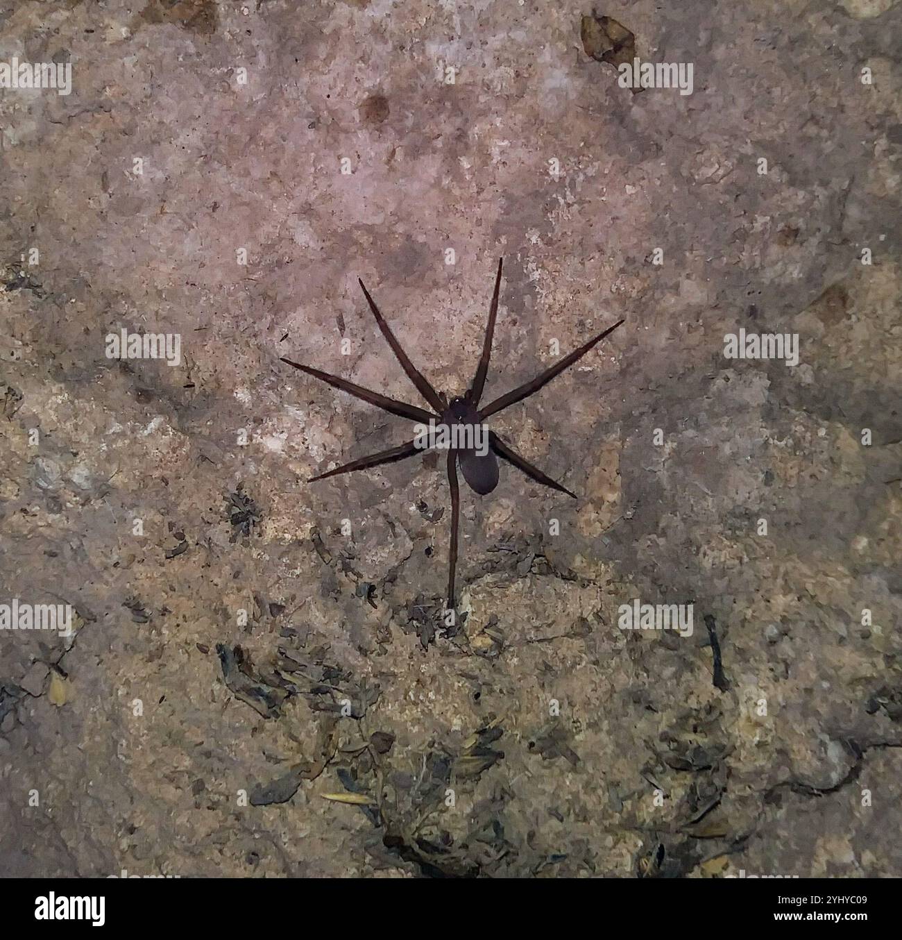 Apache Recluse (Loxosceles apachea Stock Photo - Alamy