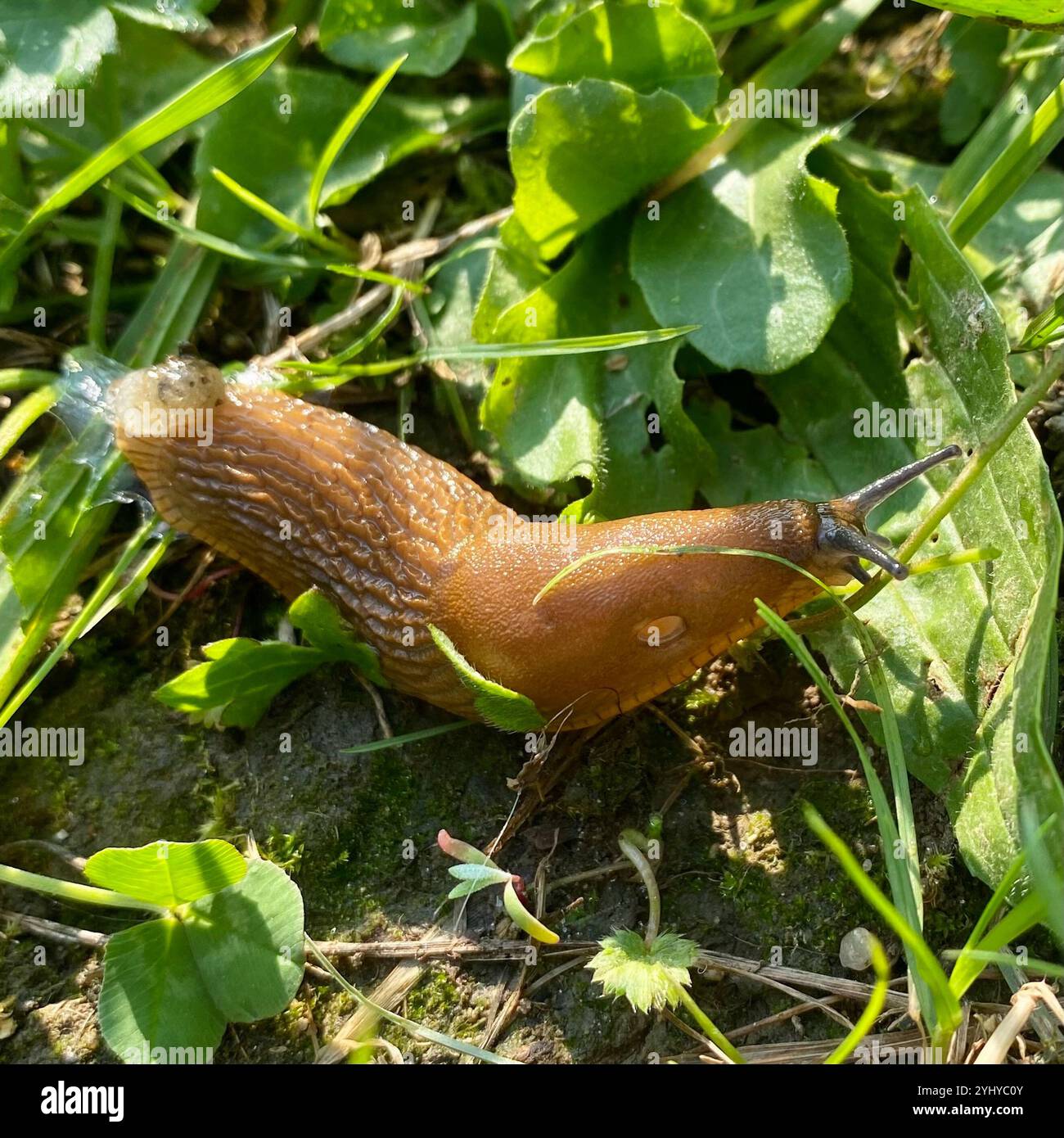 Spanish Slug (Arion vulgaris Stock Photo - Alamy